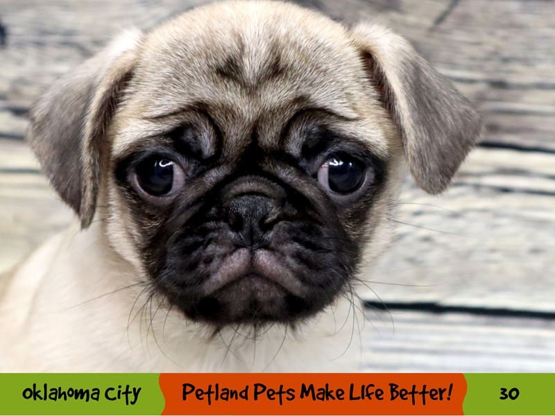 Pug Puppy Fawn ID:30 Located at Petland Oklahoma City & Tulsa