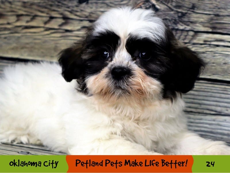 Teddy Bear Puppy Red Sable ID:24 Located at Petland Oklahoma City & Tulsa