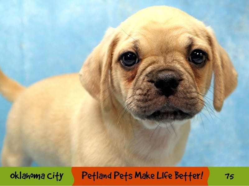 Puggle Puppy Fawn ID:75 Located at Petland Oklahoma City & Tulsa
