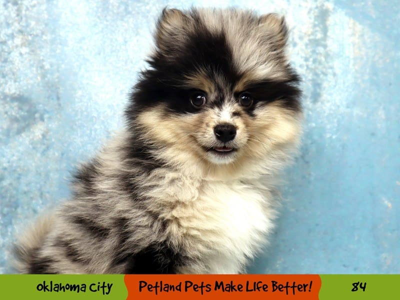 Pomsky Puppy Blue Merle ID:84 Located at Petland Oklahoma City & Tulsa