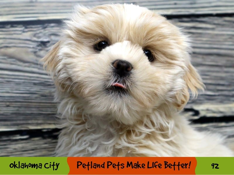 Lhasa Apso Puppy Cream ID:92 Located at Petland Oklahoma City & Tulsa
