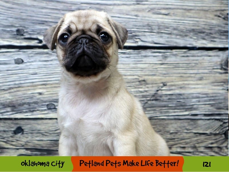 Pug Puppy Fawn ID:121 Located at Petland Oklahoma City & Tulsa