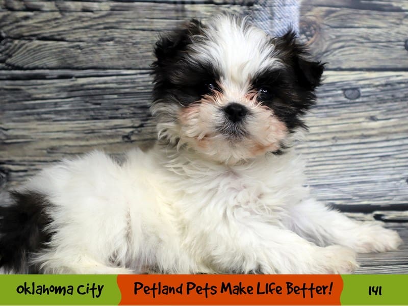 Teddy Bear Puppy Red Sable ID:141 Located at Petland Oklahoma City & Tulsa