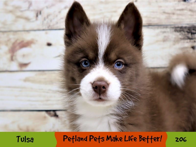 Pomsky Puppy Chocolate ID:206 Located at Petland Oklahoma City & Tulsa