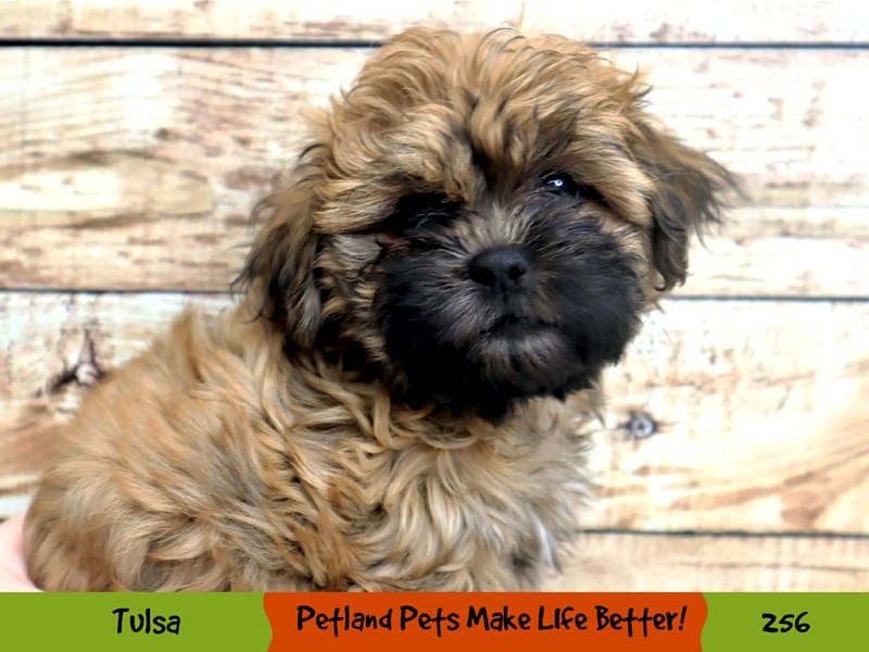 Teddy Bear-DOG-Male-Red-3078693-Petland Oklahoma City & Tulsa