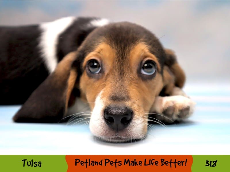 Beagle Puppy Black Fawn and White ID:318 Located at Petland Oklahoma ...