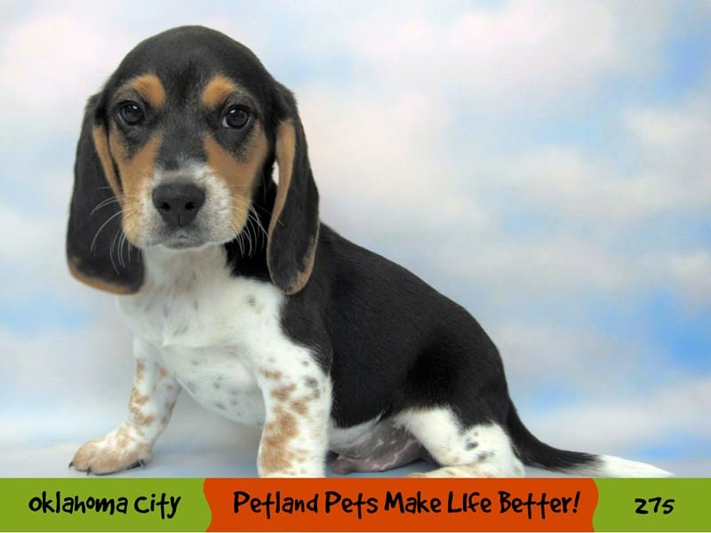 Beagle Puppy Black Fawn and White ID:275 Located at Petland Oklahoma ...