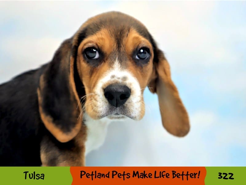 Beagle Puppy Black Fawn and White ID:322 Located at Petland Oklahoma ...
