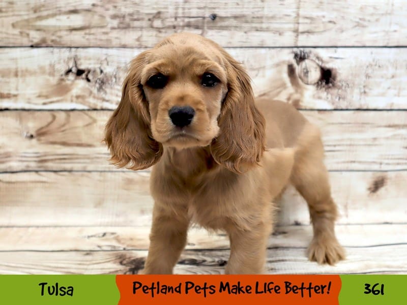 Cocker Spaniel Puppy Red ID:361 Located at Petland Oklahoma City & Tulsa