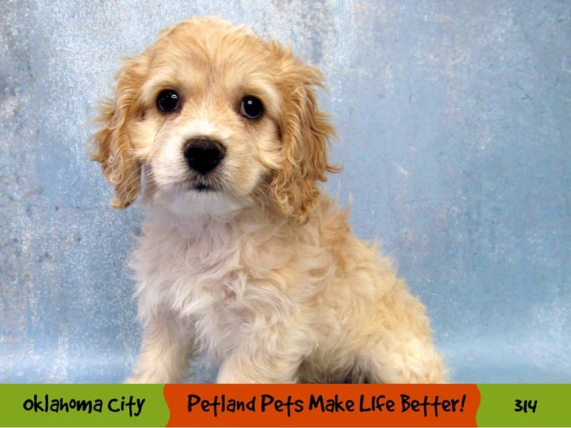 Cockapoo Puppy Buff ID:314 Located at Petland Oklahoma City & Tulsa