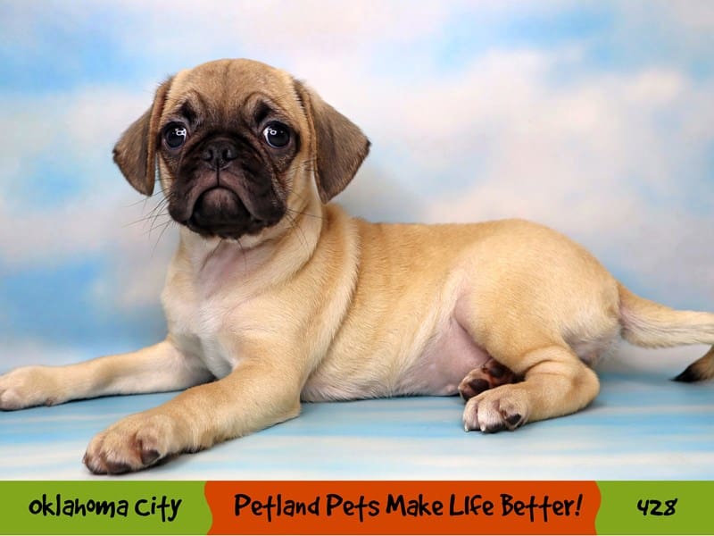 Puggle Puppy Fawn ID:428 Located at Petland Oklahoma City & Tulsa