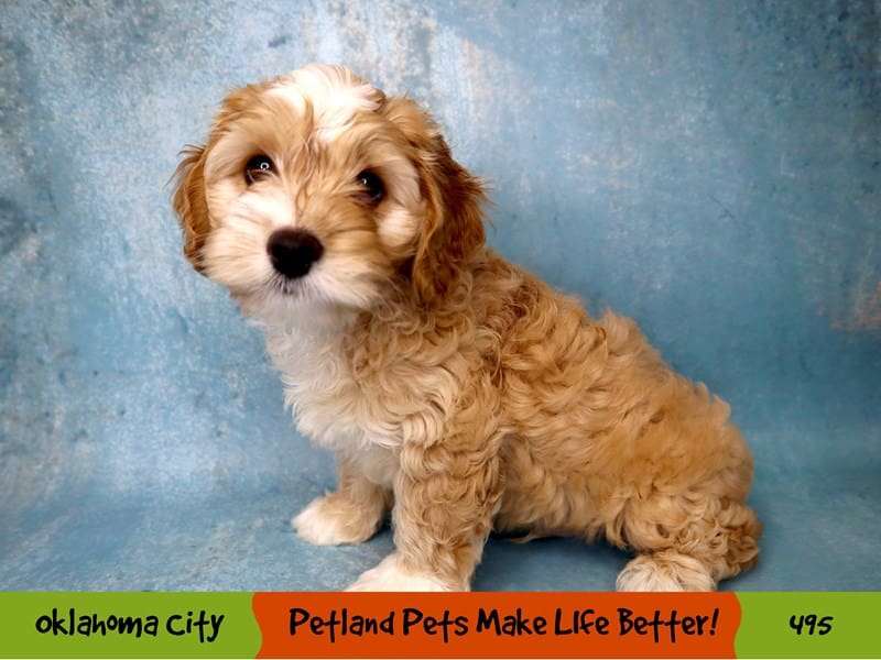 Cockapoo Puppy Cream ID:495 Located at Petland Oklahoma City & Tulsa