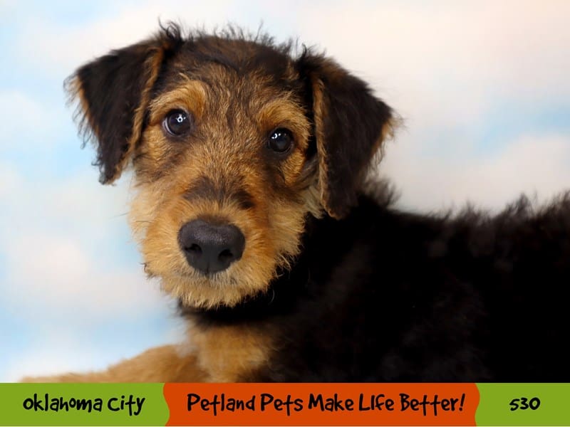 Airedale Terrier Puppy Black and Tan ID:530 Located at Petland Oklahoma ...