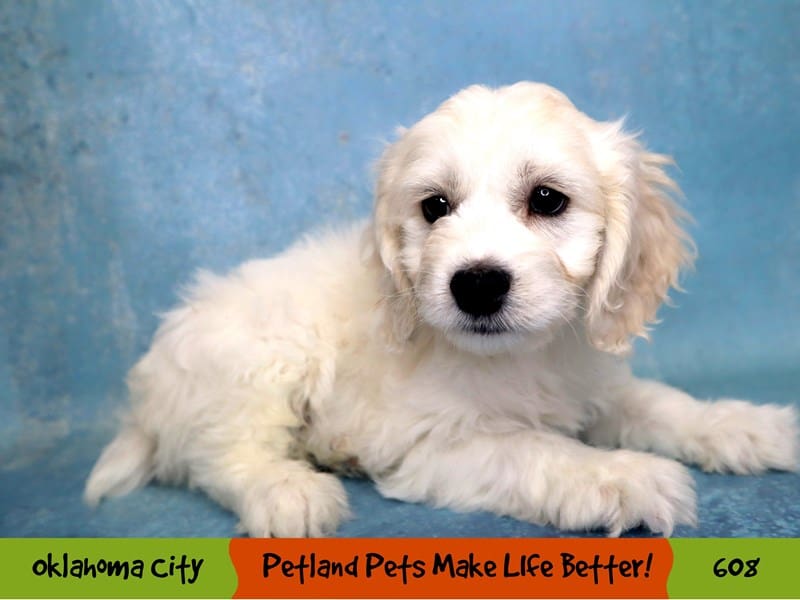 Cockapoo Puppy Cream and White ID:608 Located at Petland Oklahoma City ...