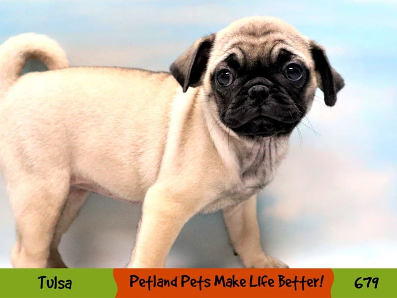 Pug Puppy Fawn ID:679 Located at Petland Oklahoma City & Tulsa