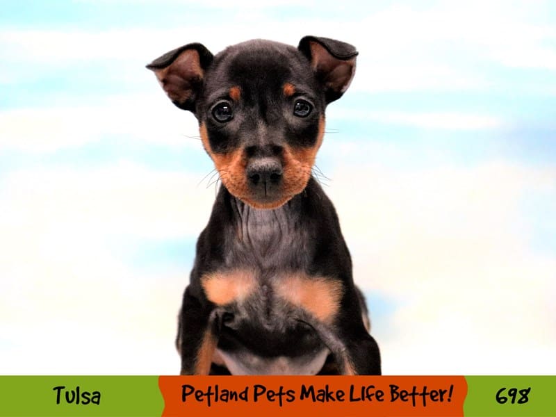 Miniature Pinscher Puppy Black / Rust ID:698 Located at Petland ...