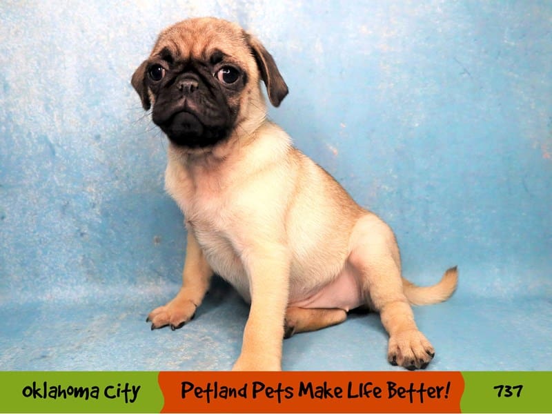 Pug Puppy Fawn ID:737 Located at Petland Oklahoma City & Tulsa