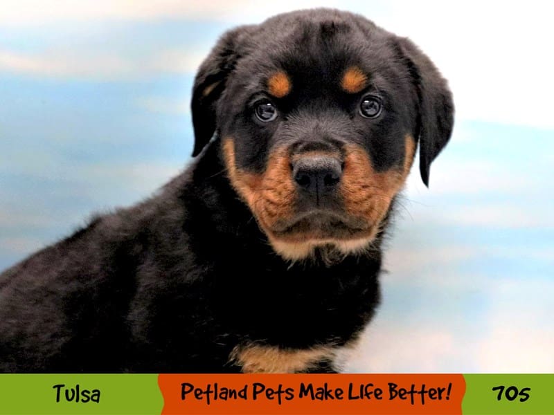 Rottweiler Puppy Black / Rust ID:705 Located at Petland Oklahoma City ...