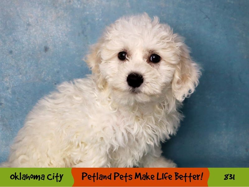 Bichon Frise Puppy White and Apricot ID:831 Located at Petland Oklahoma ...