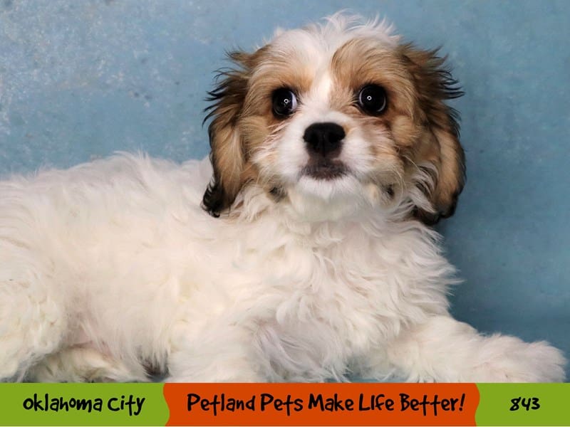 Cavachon Puppy Red / White ID:843 Located at Petland Oklahoma City & Tulsa