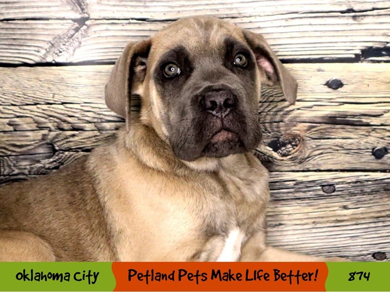 Cane Corso Puppy Blue Fawn ID:874 Located at Petland Oklahoma City & Tulsa