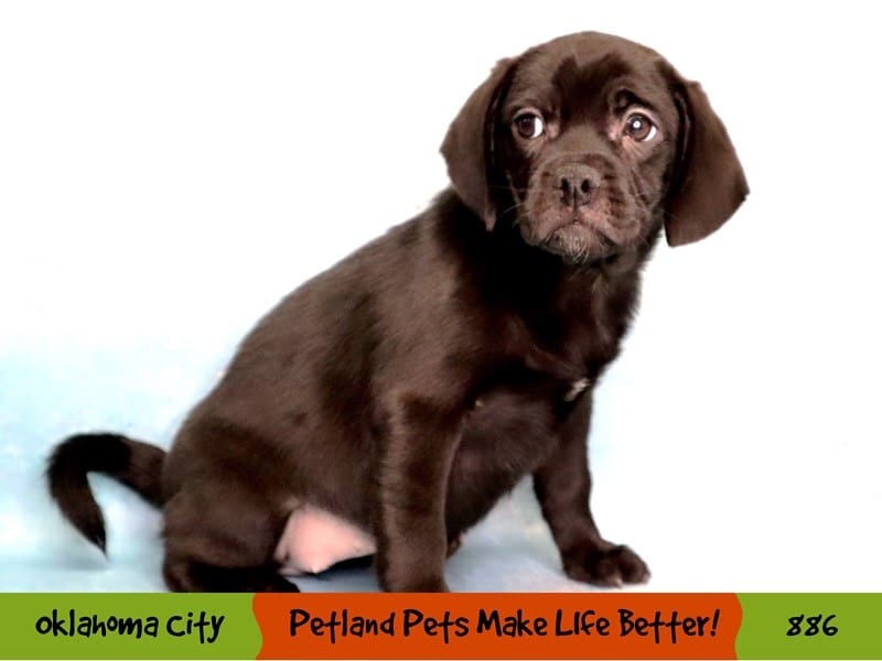 Puggle Puppy Black ID:886 Located at Petland Oklahoma City & Tulsa