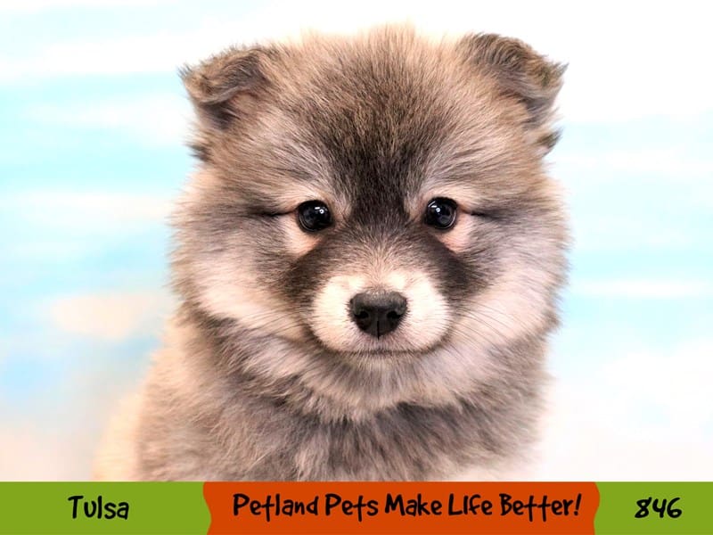 Pomsky Puppy Sable ID:846 Located at Petland Oklahoma City & Tulsa