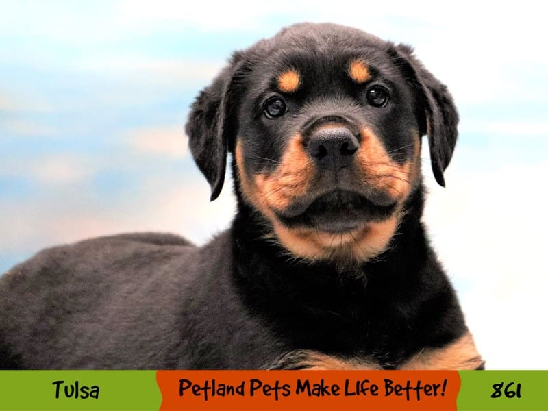 Rottweiler Puppy Black / Rust ID:861 Located at Petland Oklahoma City ...