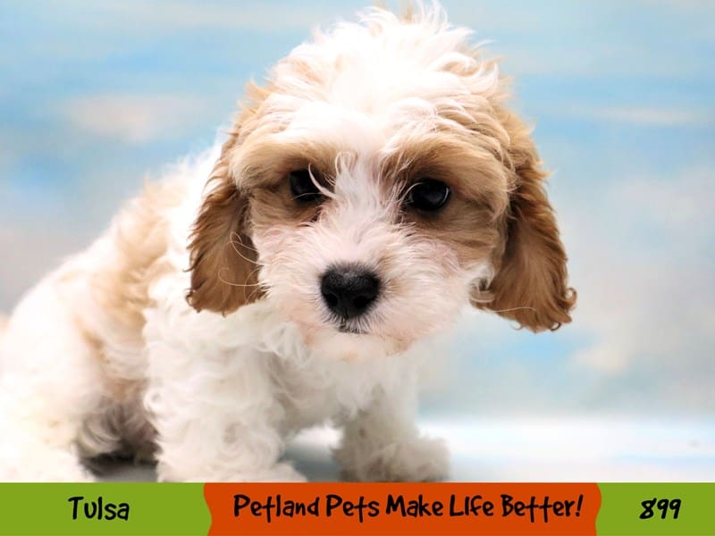 Cavapoo Puppy Red and White ID:899 Located at Petland Oklahoma City & Tulsa