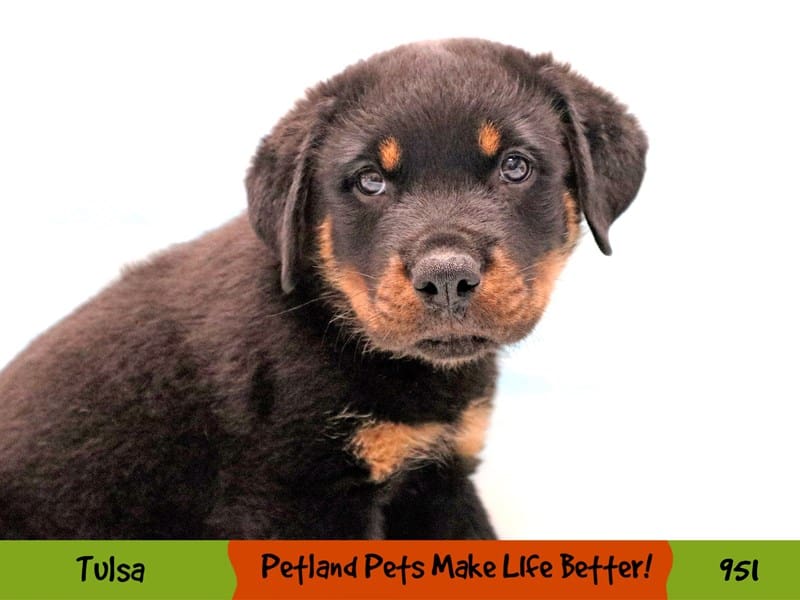 Rottweiler Puppy Black / Rust ID:951 Located at Petland Oklahoma City ...