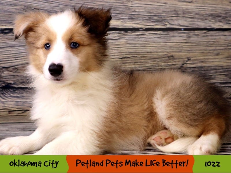 Shetland Sheepdog Puppy Sable Merle and White ID:1022 Located at ...