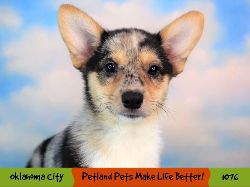 Pembroke Welsh Corgi Puppy Blue Merle / White ID:1076 Located at ...