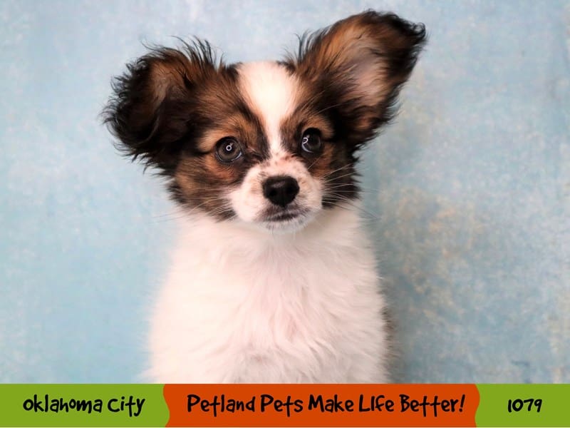 Papillon Puppy Red and White ID:1079 Located at Petland Oklahoma City ...