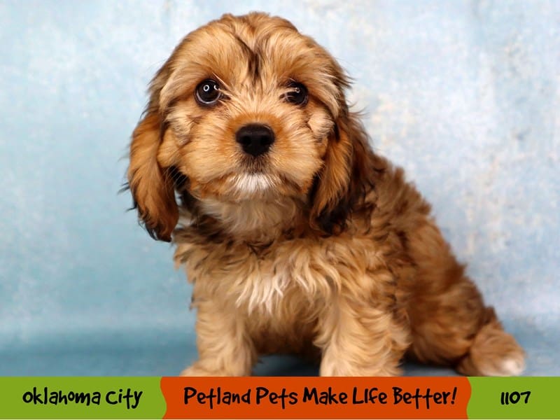 Cavapoo Puppy Gold ID:1107 Located at Petland Oklahoma City & Tulsa