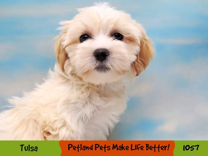Lhasapoo-DOG-Female-Cream-3788427-Petland Oklahoma City & Tulsa