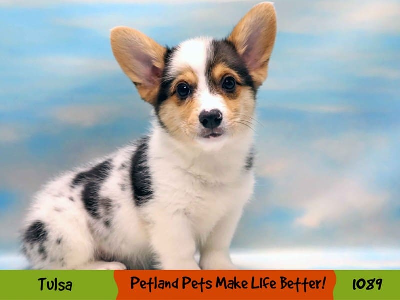 Pembroke Welsh Corgi Puppy Blue Merle ID:1089 Located at Petland ...