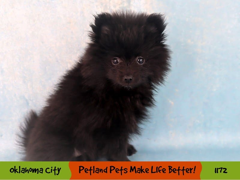 Pomeranian Small Animal Black ID:1172 Located at Petland Oklahoma City ...
