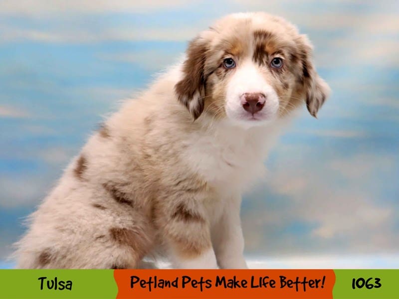 Australian Shepherd Small Animal Red Merle ID:1063 Located at Petland ...