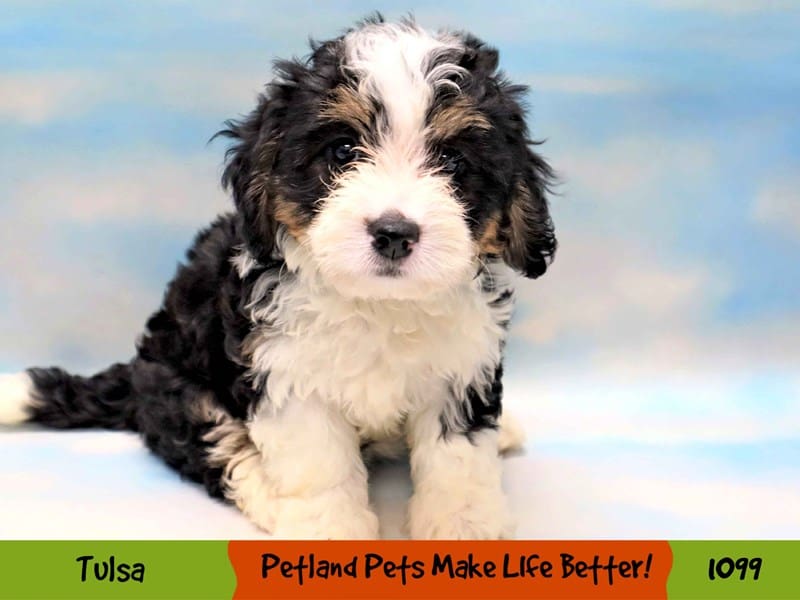 Miniature Bernedoodle Puppy Tri Color ID:1099 Located at Petland ...