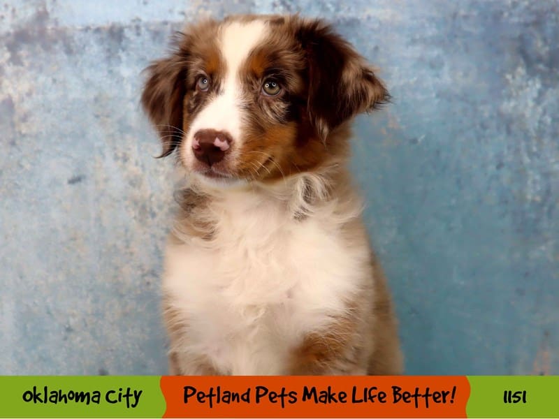 Australian Shepherd Small Animal Red Merle ID:1151 Located at Petland ...