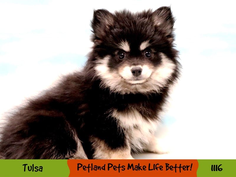 Pomsky Small Animal Black / White ID:1116 Located at Petland Oklahoma ...