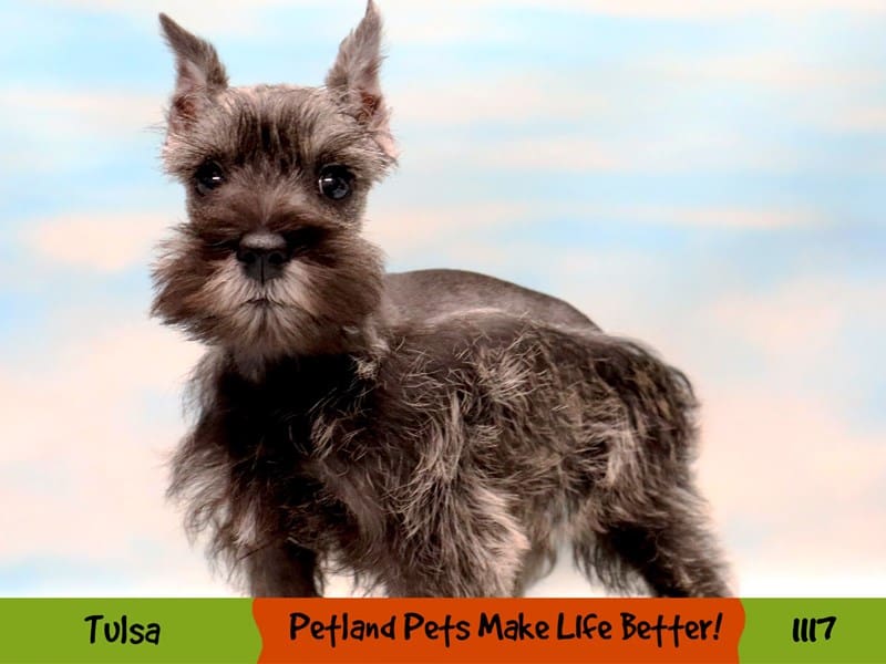 Miniature Schnauzer-DOG-Female-Salt / Pepper-3831940-Petland Oklahoma ...