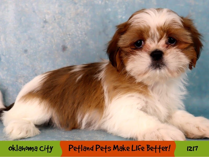 Shih Tzu Puppy Cream / White ID:1217 Located at Petland Oklahoma City ...