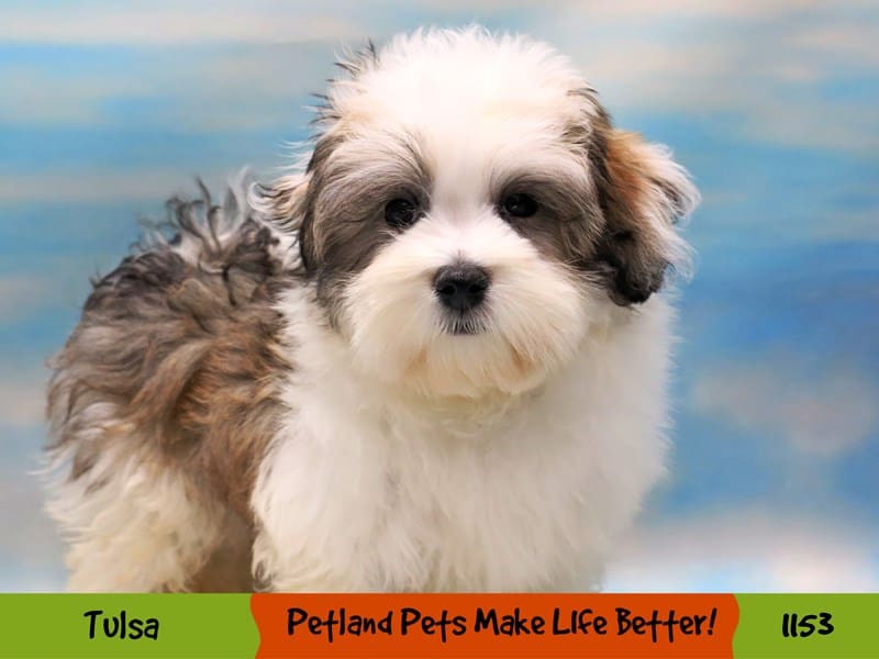 Havanese Puppy Silver Sable ID:1153 Located at Petland Oklahoma City ...