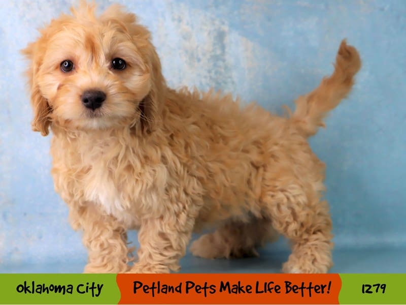Miniature Goldendoodle Puppy Light Golden ID:1279 Located at Petland ...