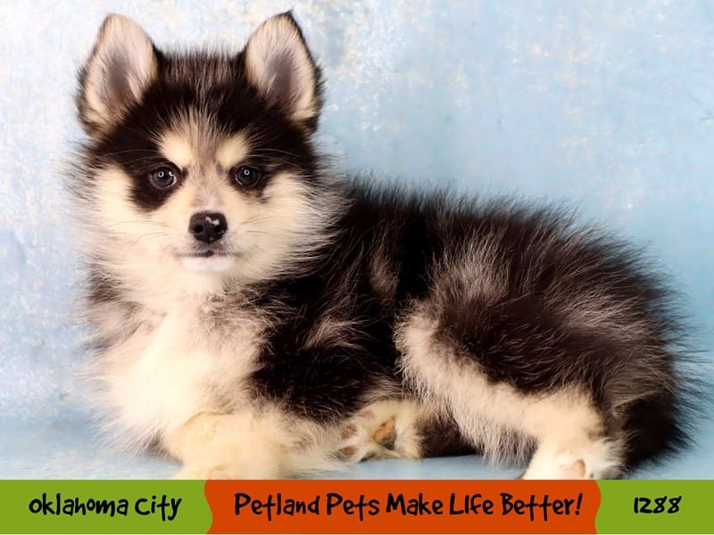 Pomsky Small Animal Blue Merle ID:1288 Located at Petland Oklahoma City ...