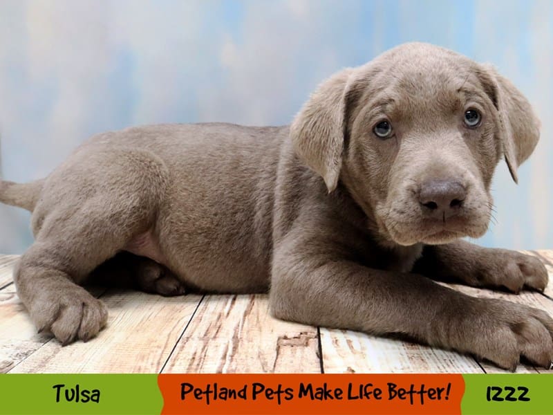 Labrador Retriever Small Animal Silver ID:1222 Located at Petland ...