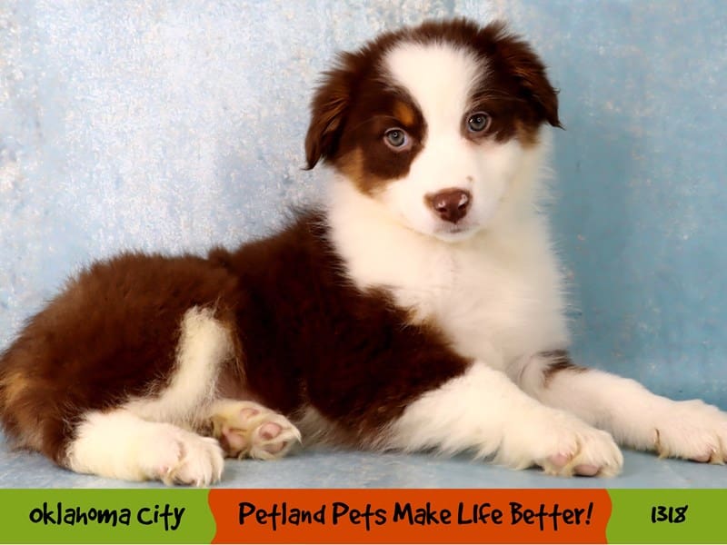 Australian Shepherd Small Animal Red / White ID:1318 Located at Petland ...