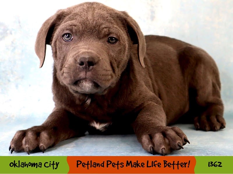 Cane Corso Puppy Blue ID:1362 Located at Petland Oklahoma City & Tulsa