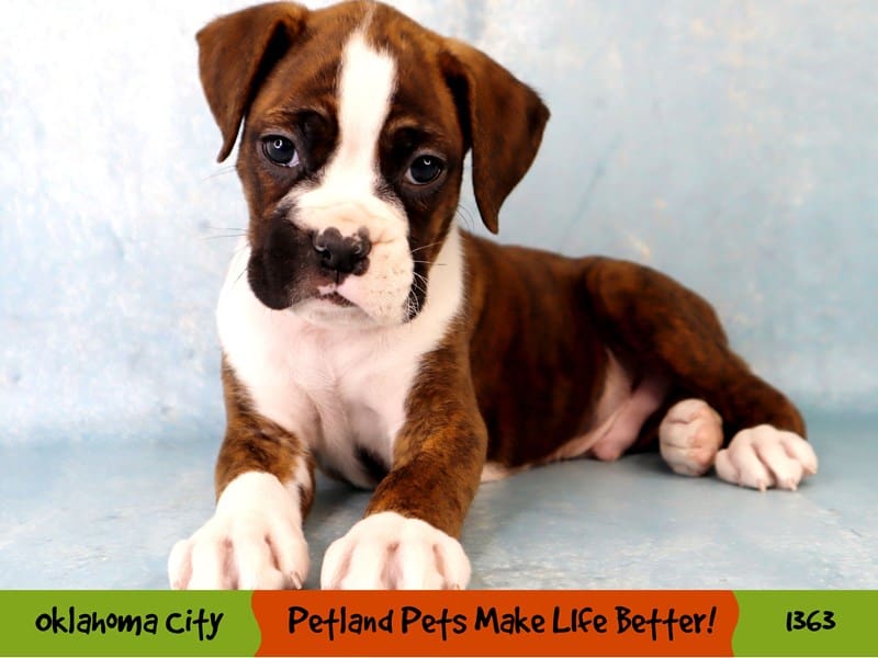 Boxer Small Animal Brindle ID:1363 Located at Petland Oklahoma City & Tulsa